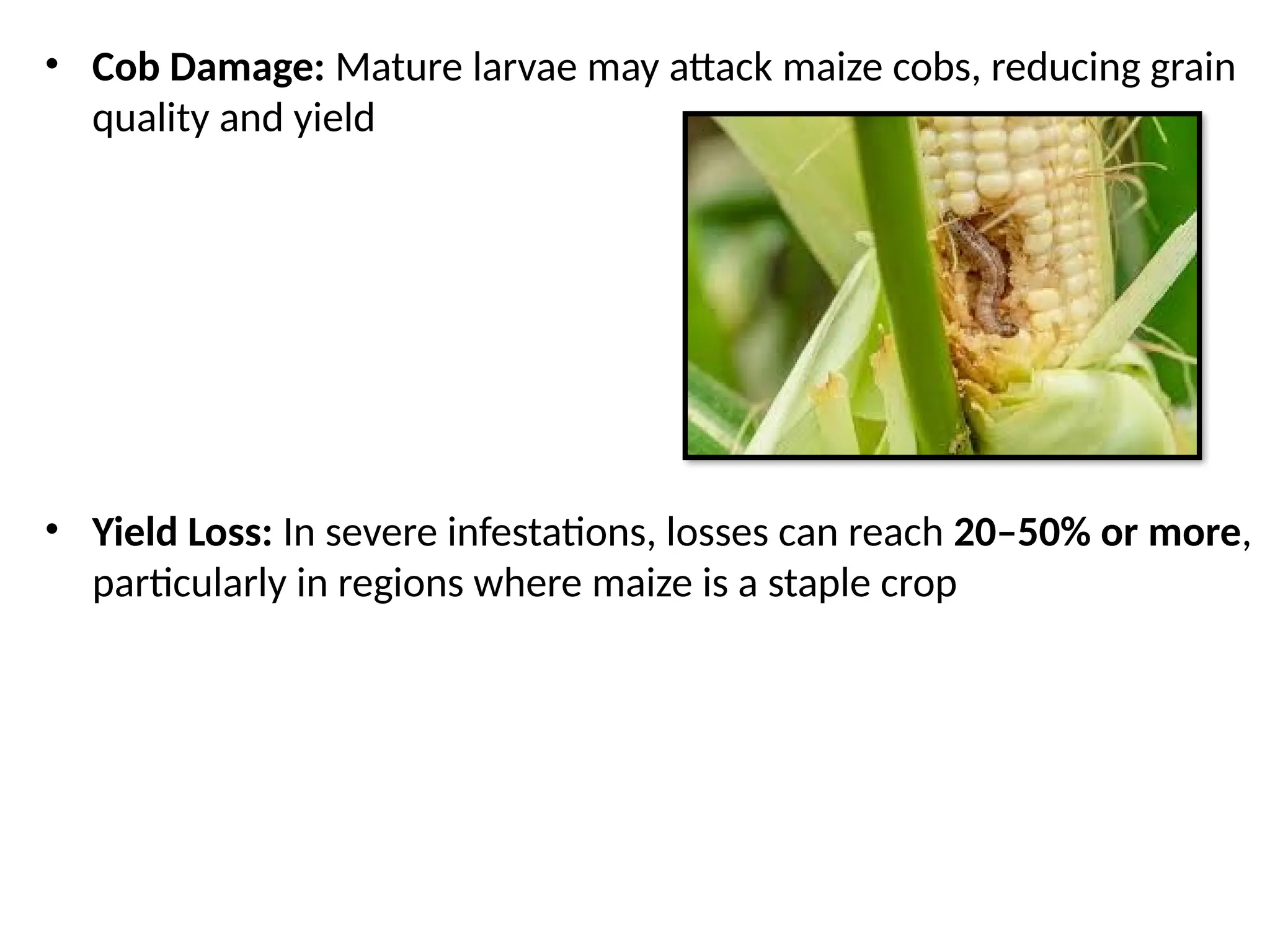 Insect Pests of Maize.pptx Their management | PPTX