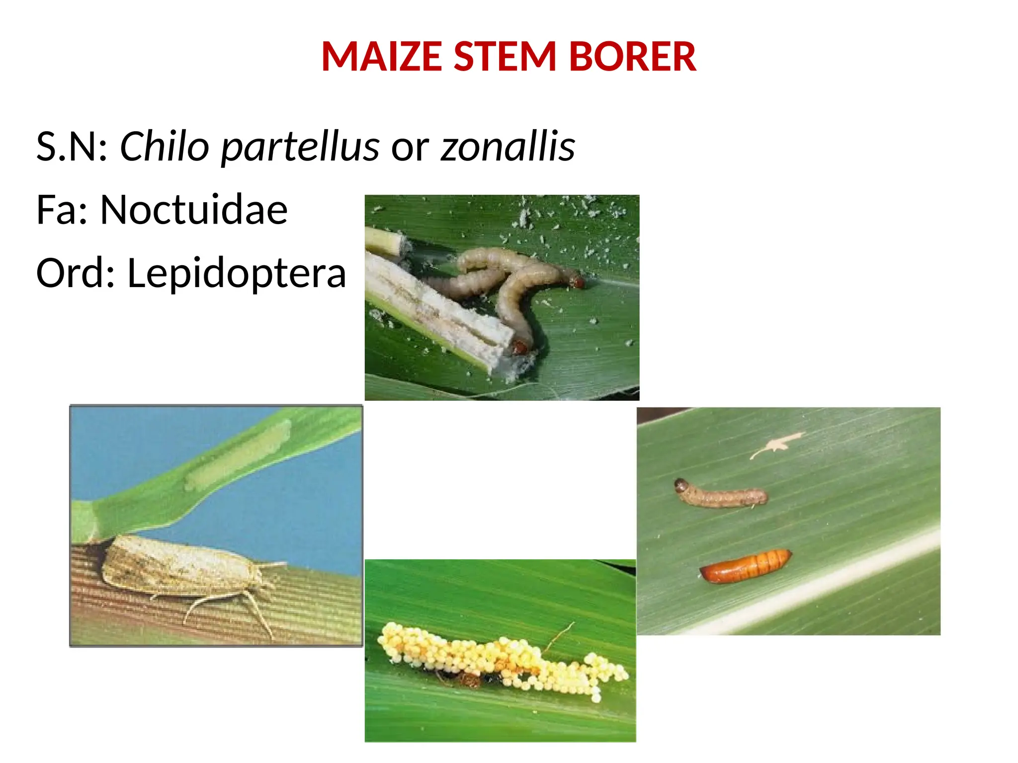 Insect Pests of Maize.pptx Their management | PPTX