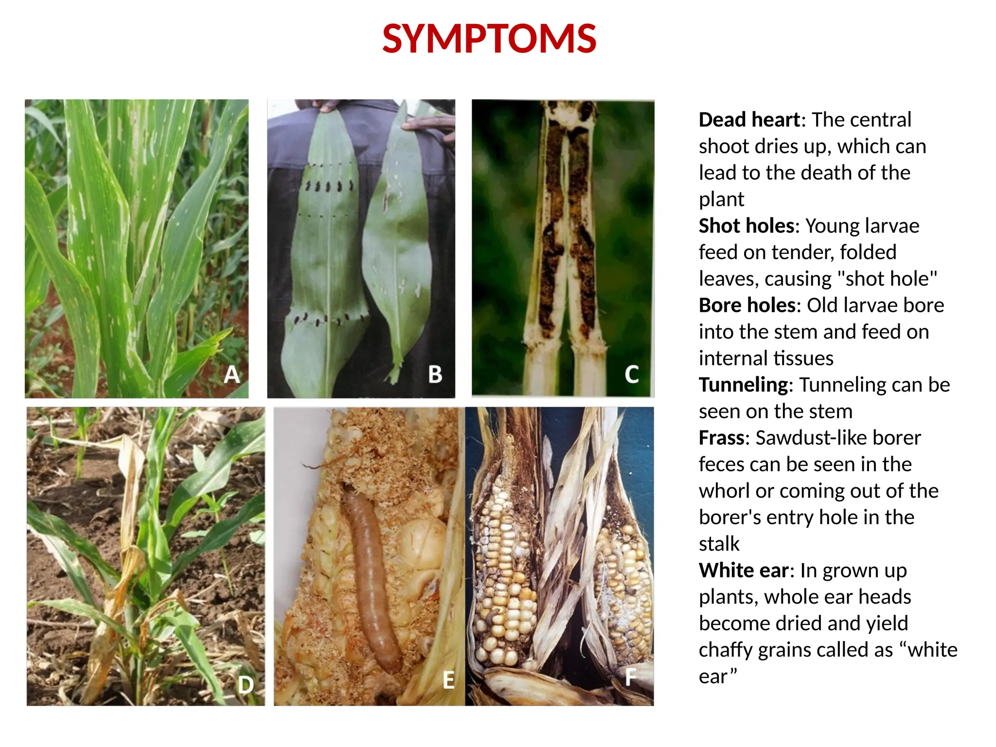 Insect Pests of Maize.pptx Their management | PPTX