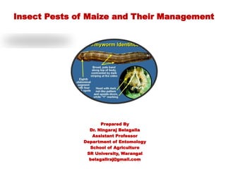Insect Pests of Maize.pptx Their management | PPTX