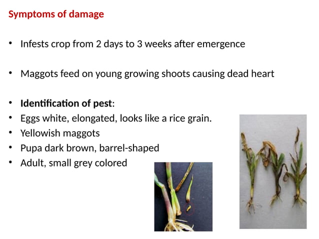 Insect Pests of Maize.pptx Their management | PPTX