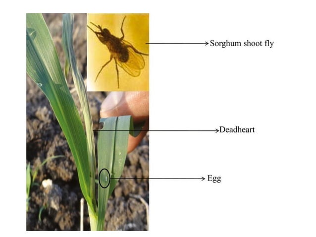 Insect Pests of Maize.pptx Their management | PPTX