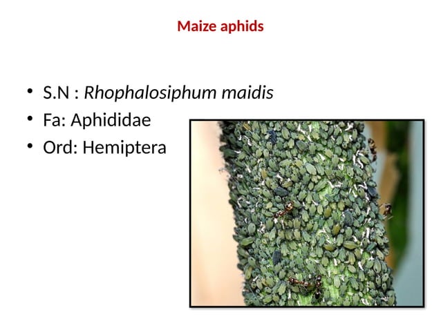 Insect Pests of Maize.pptx Their management | PPTX