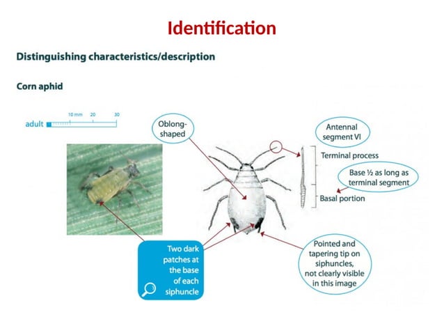 Insect Pests of Maize.pptx Their management | PPTX