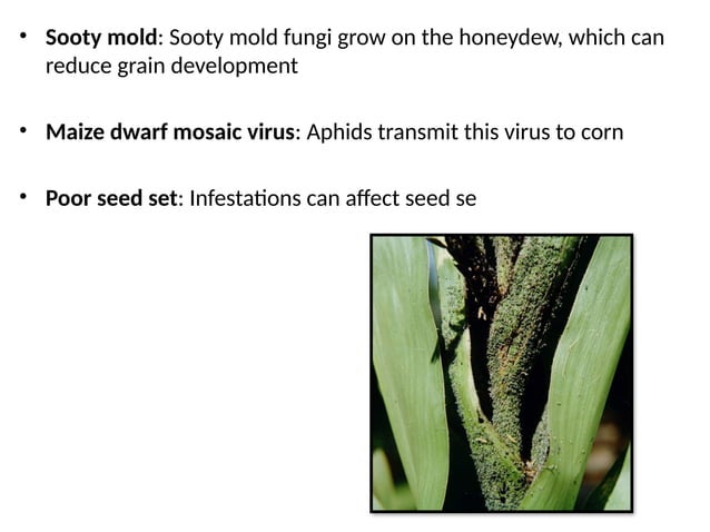 Insect Pests of Maize.pptx Their management | PPTX