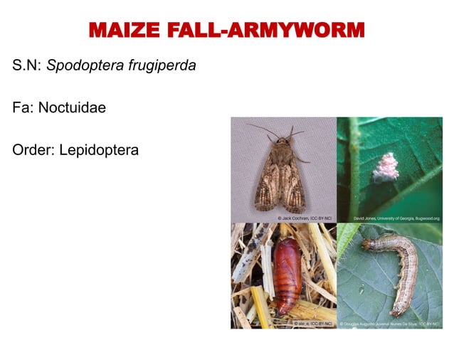 Insect Pests of Maize.pptx Their management | PPTX