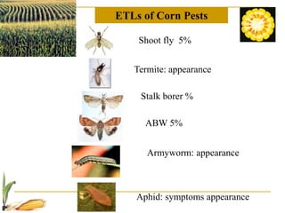 Insect Pests of maize which cause serious damage to maize | PDF