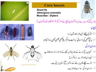 Insect Pests of maize which cause serious damage to maize | PDF