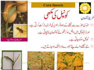 Insect Pests of maize which cause serious damage to maize | PDF