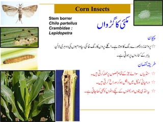 Insect Pests of maize which cause serious damage to maize | PDF