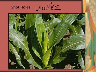 Insect Pests of maize which cause serious damage to maize | PDF