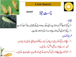 Insect Pests of maize which cause serious damage to maize | PDF
