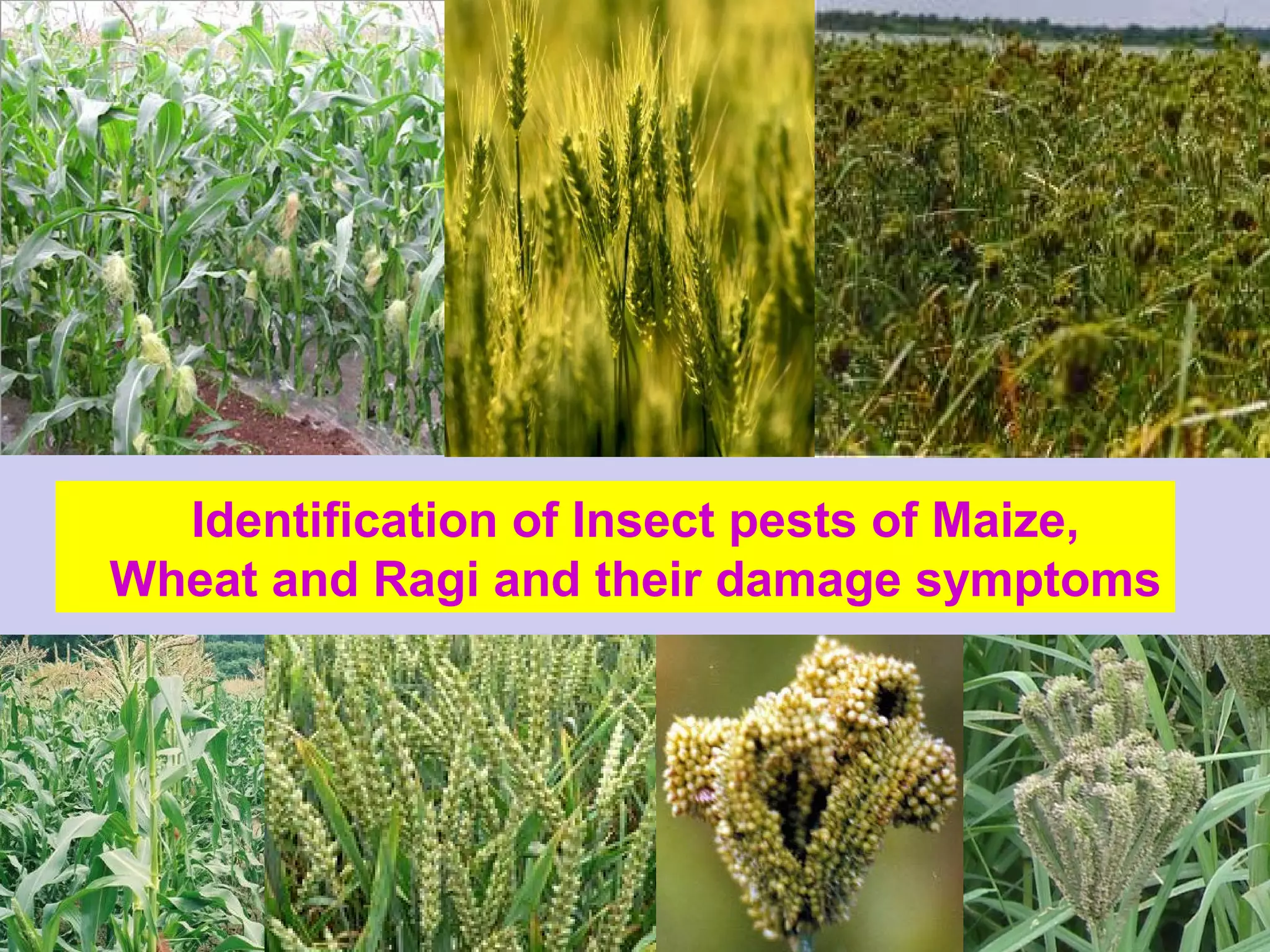 Insect pests of maize, wheat & ragi 1 | PPT