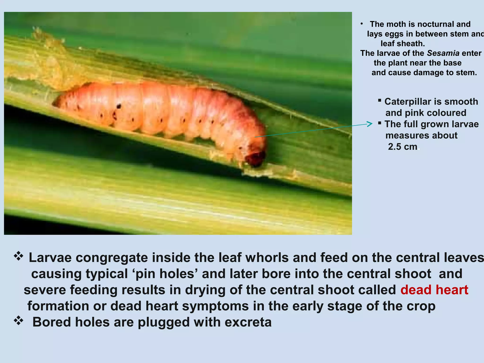 Insect pests of maize, wheat & ragi 1 | PPT