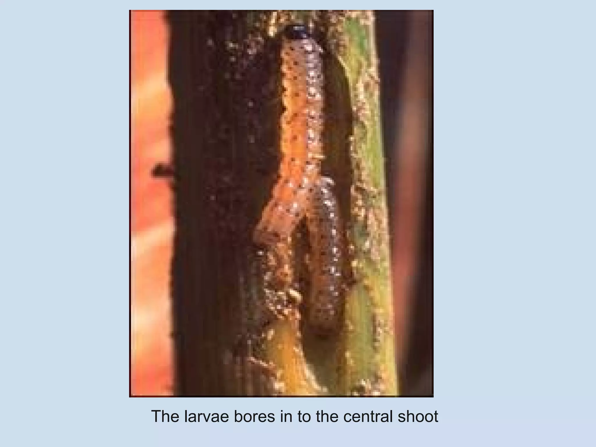 Insect pests of maize, wheat & ragi 1 | PPT