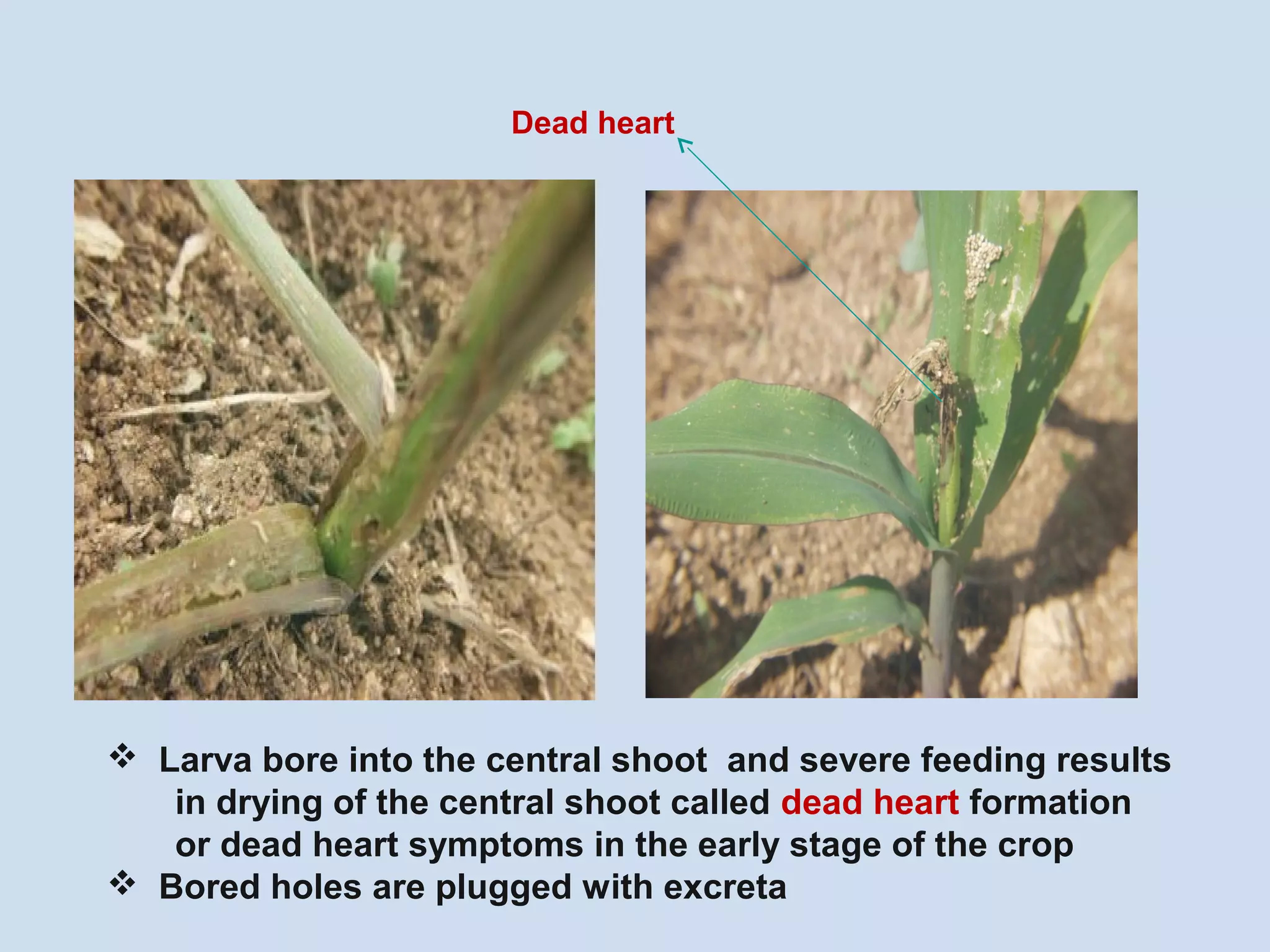 Insect pests of maize, wheat & ragi 1 | PPT