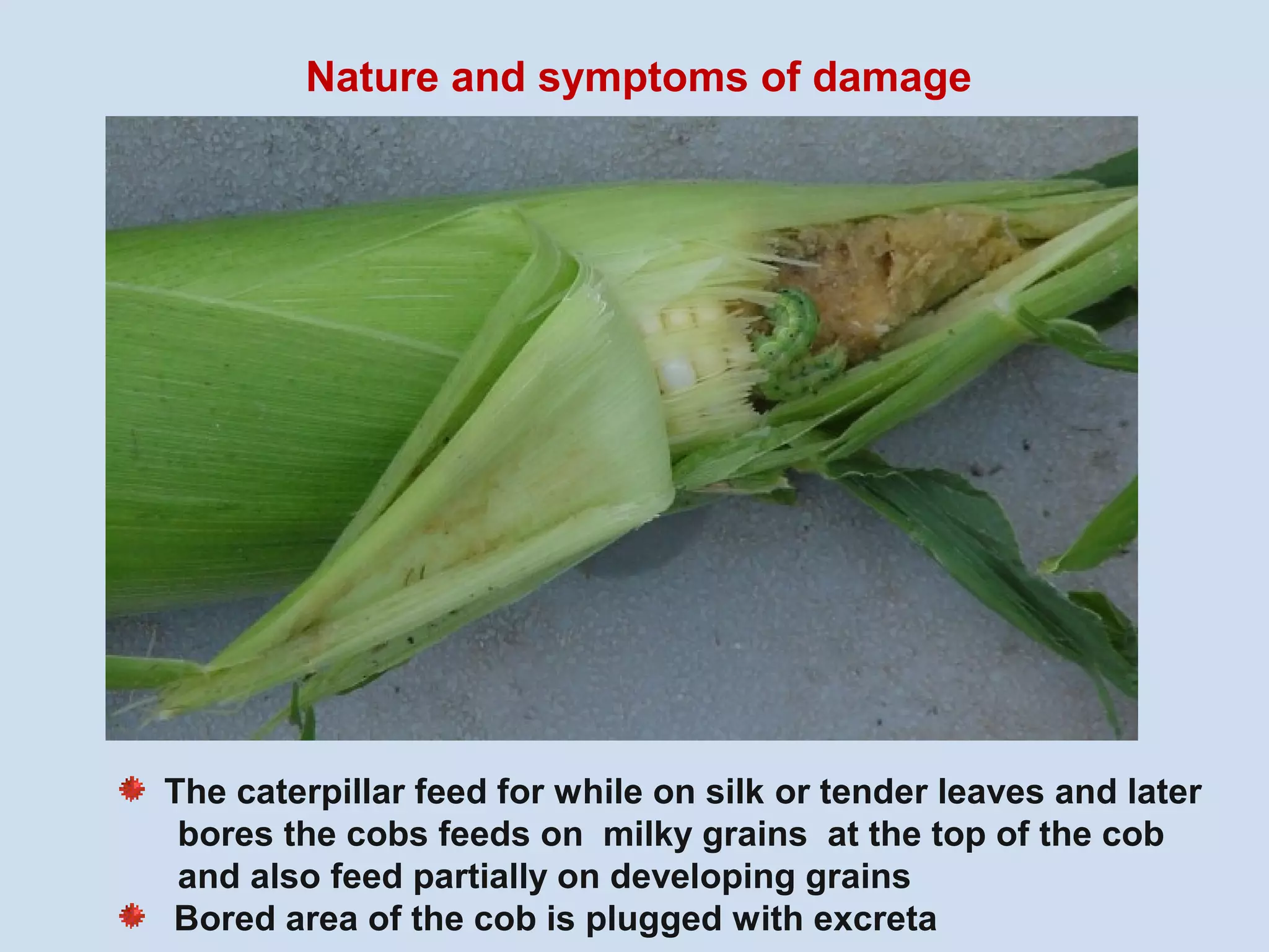 Insect pests of maize, wheat & ragi 1 | PPT