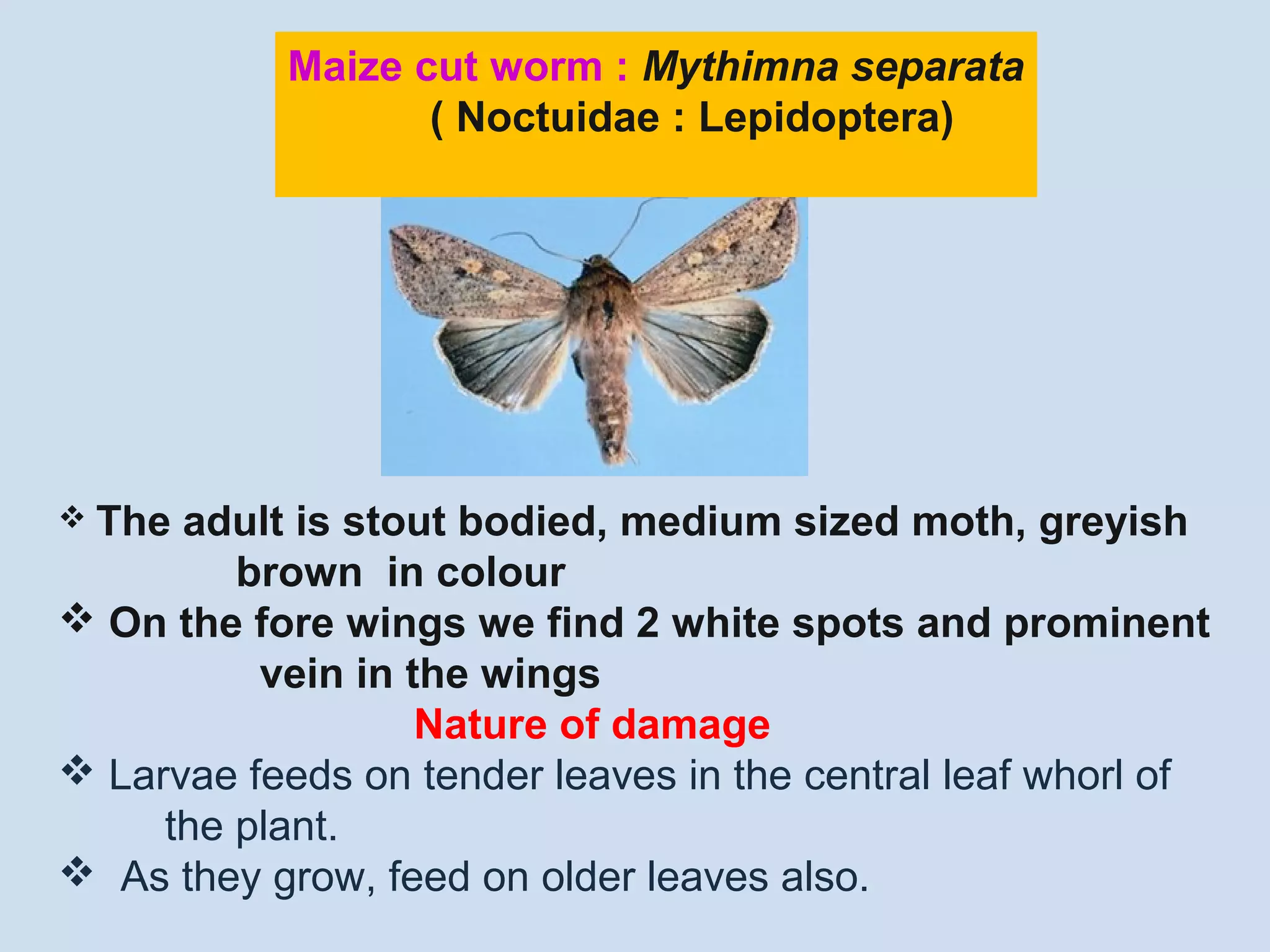 Insect pests of maize, wheat & ragi 1 | PPT