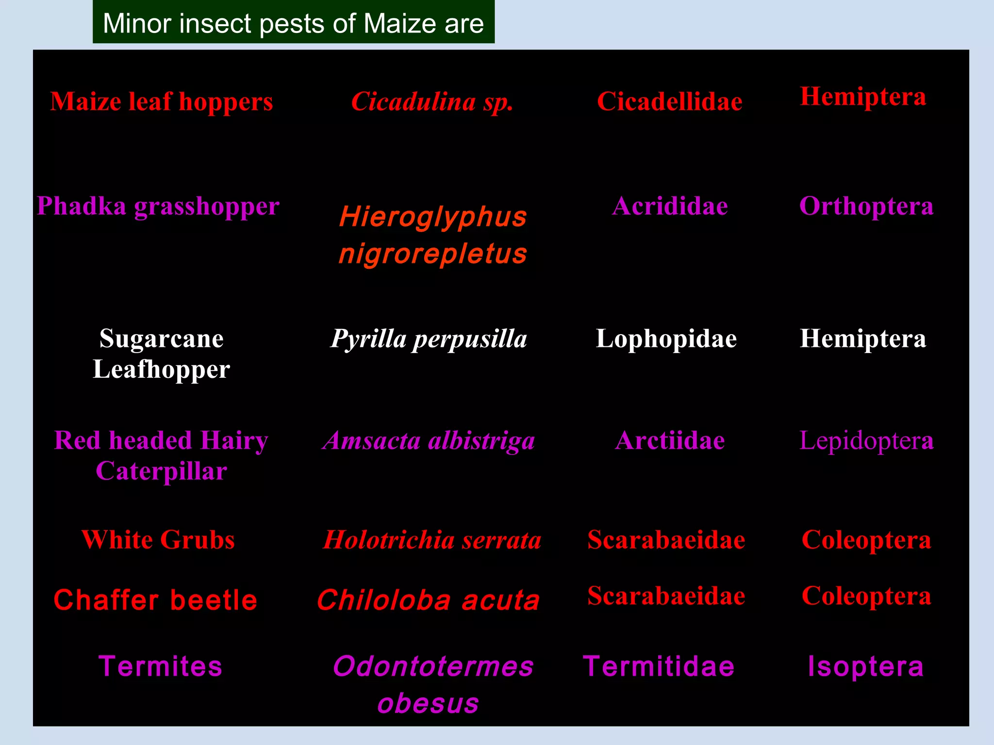 Insect pests of maize, wheat & ragi 1 | PPT