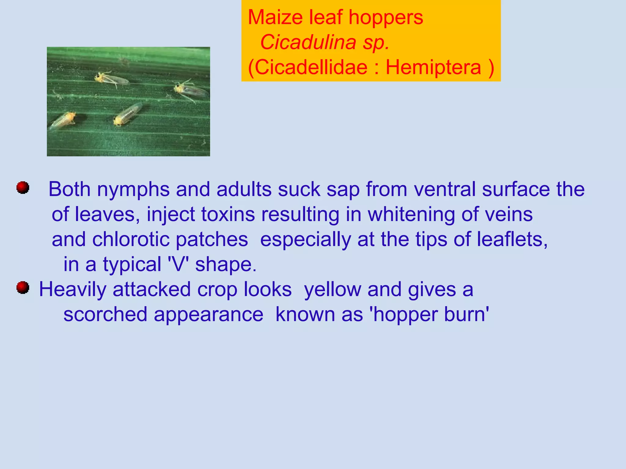 Insect pests of maize, wheat & ragi 1 | PPT