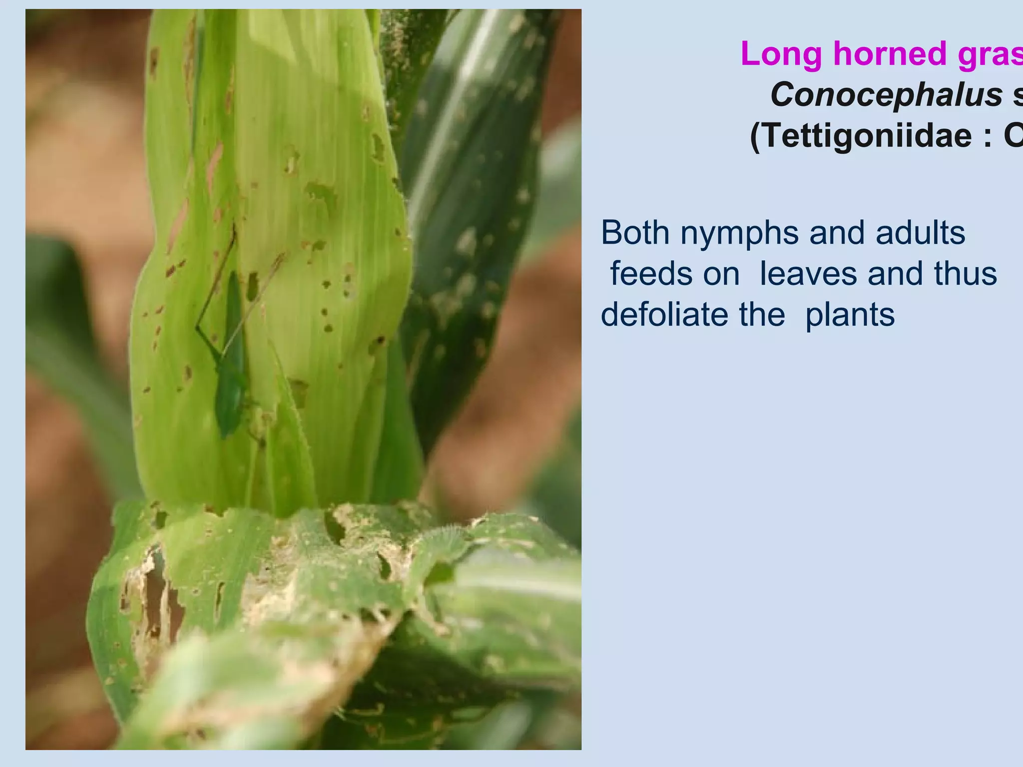 Insect pests of maize, wheat & ragi 1 | PPT