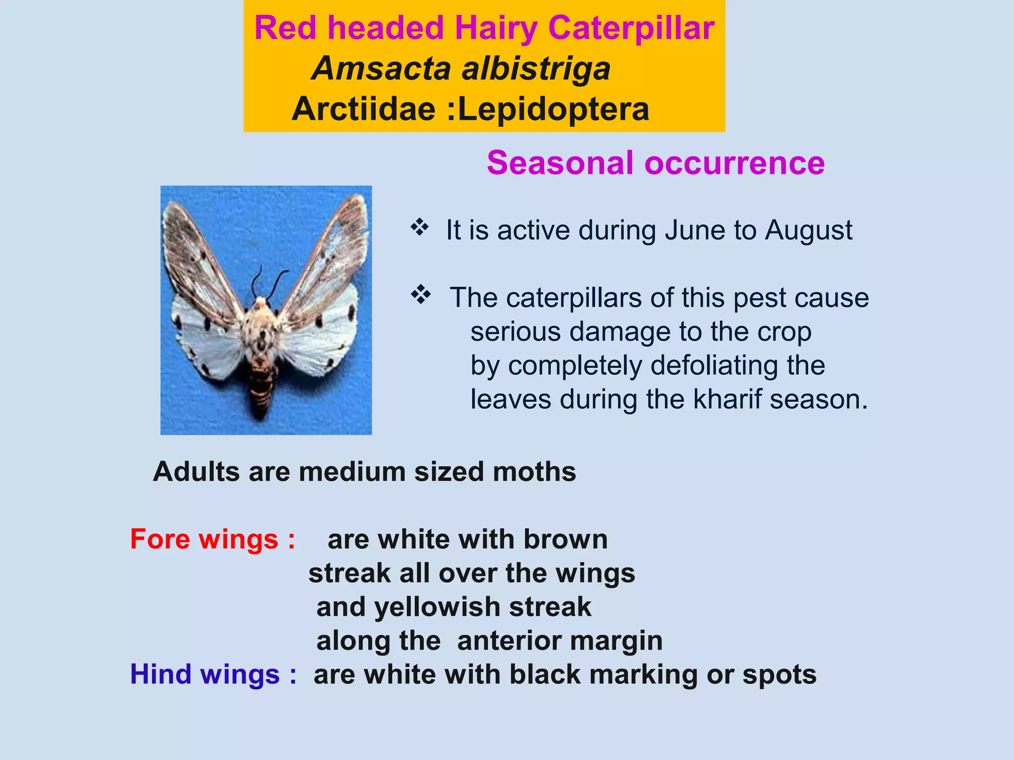 Insect pests of maize, wheat & ragi 1 | PPT