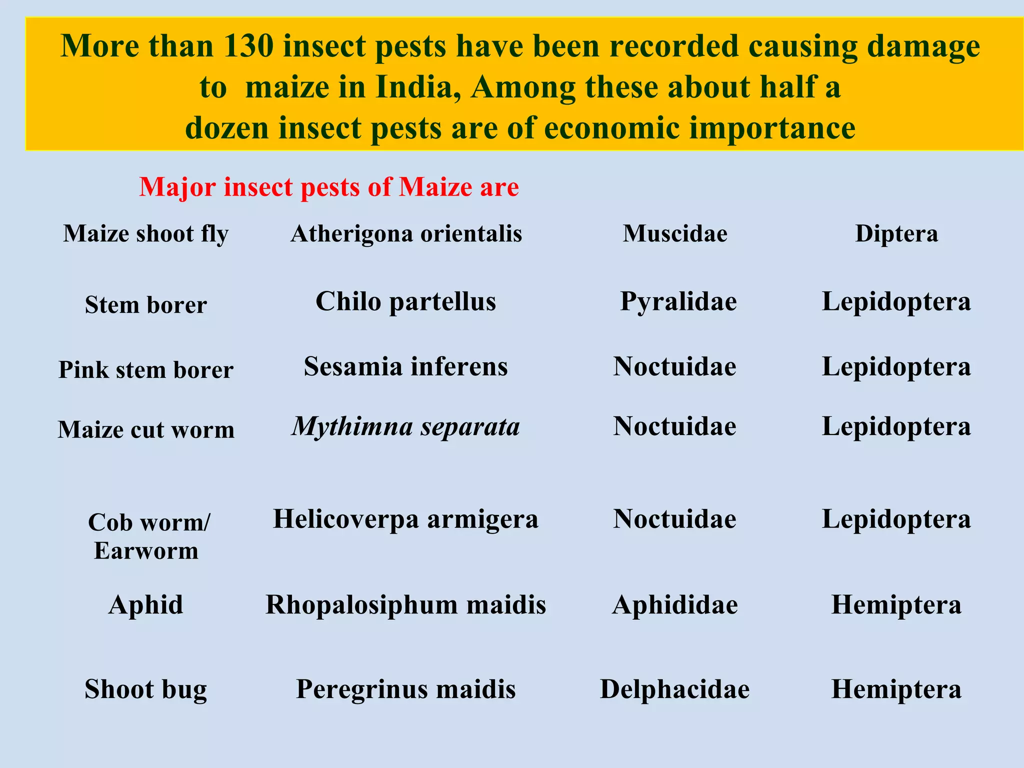 Insect pests of maize, wheat & ragi 1 | PPT