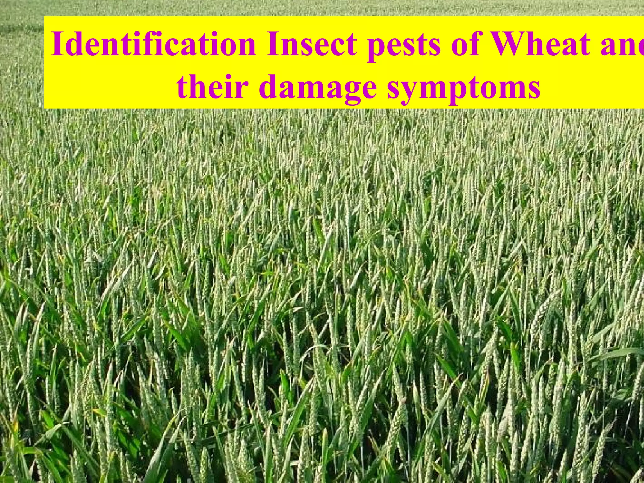 Insect pests of maize, wheat & ragi 1 | PPT