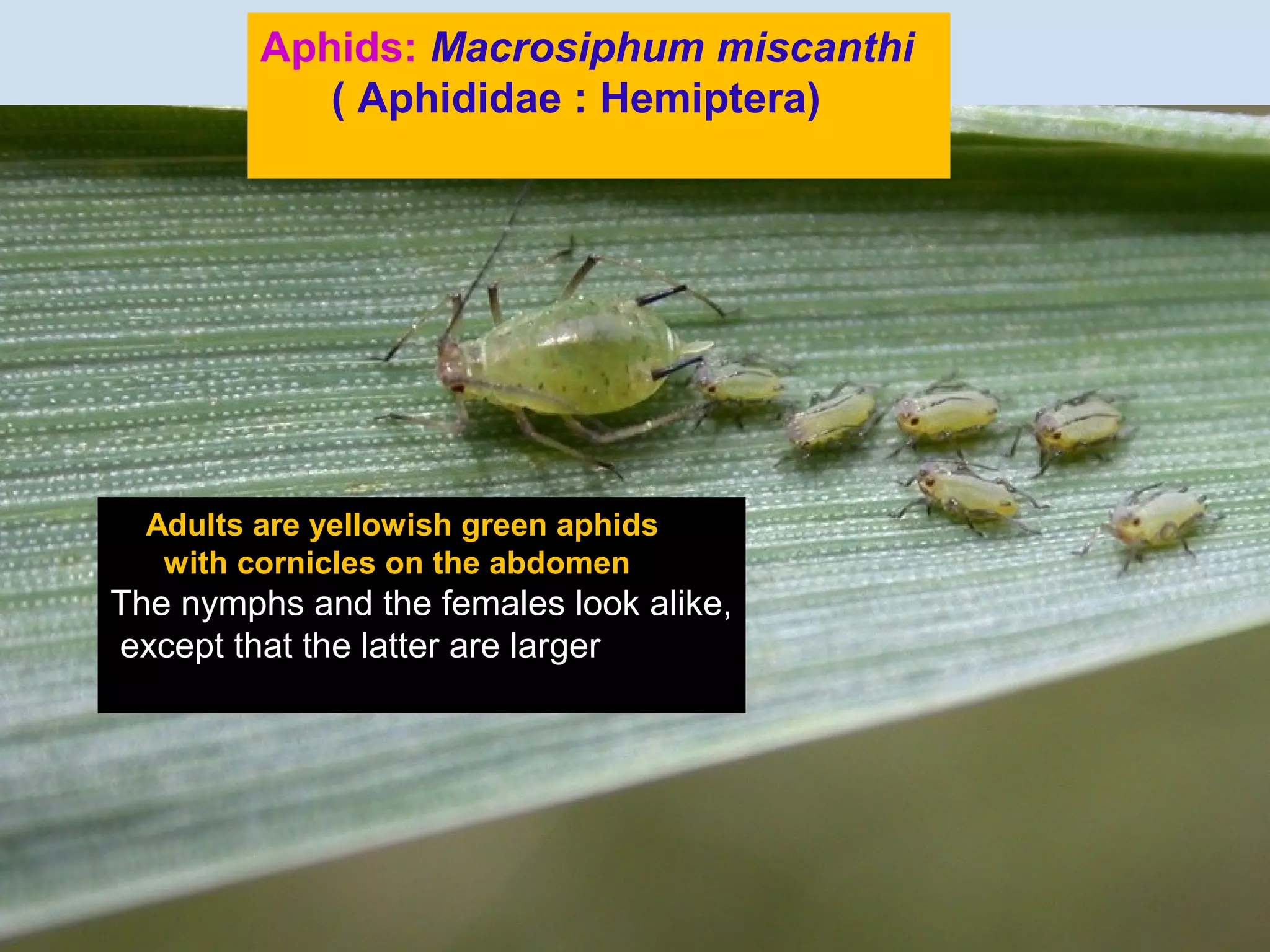 Insect pests of maize, wheat & ragi 1 | PPT