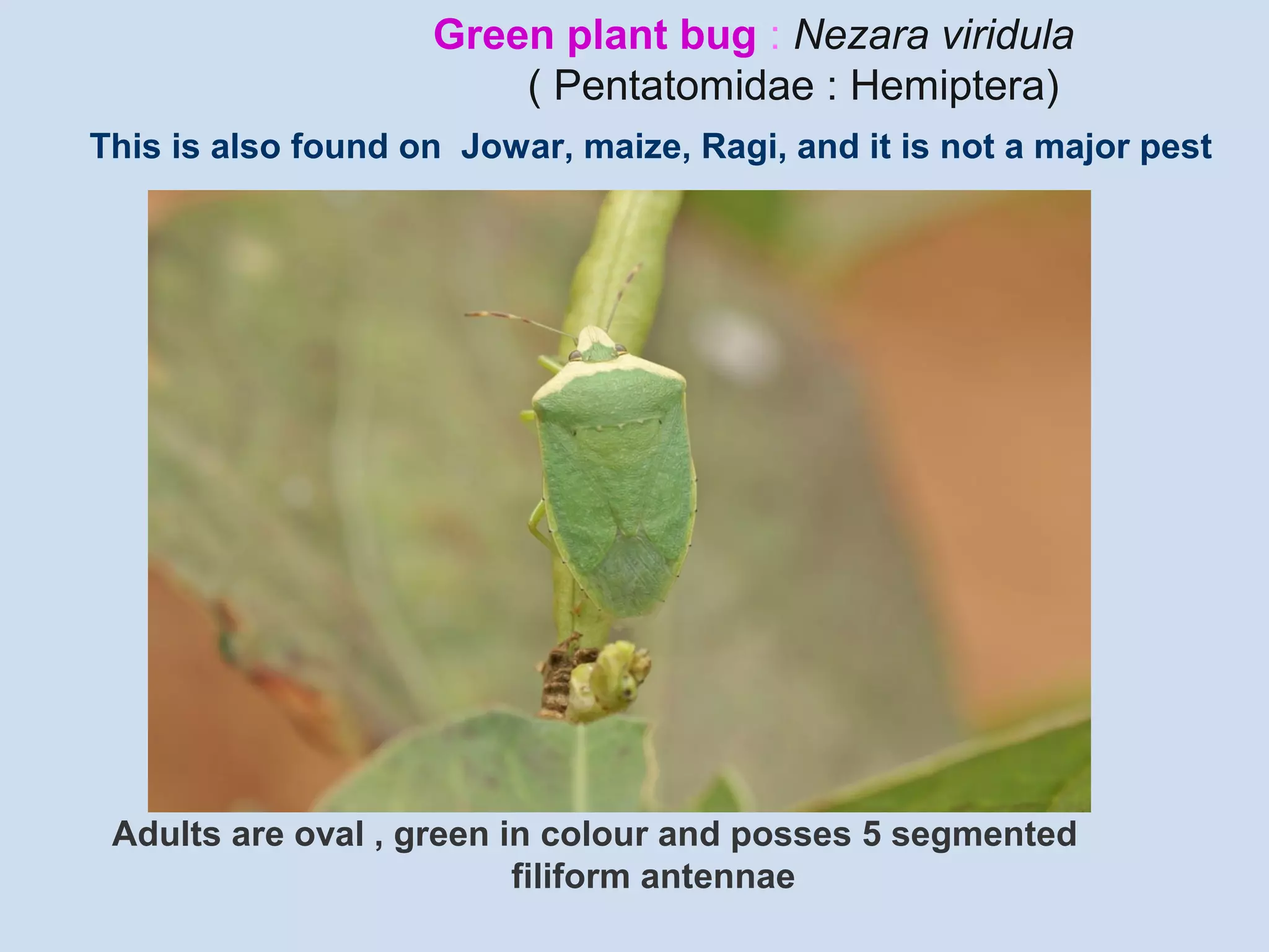 Insect pests of maize, wheat & ragi 1 | PPT