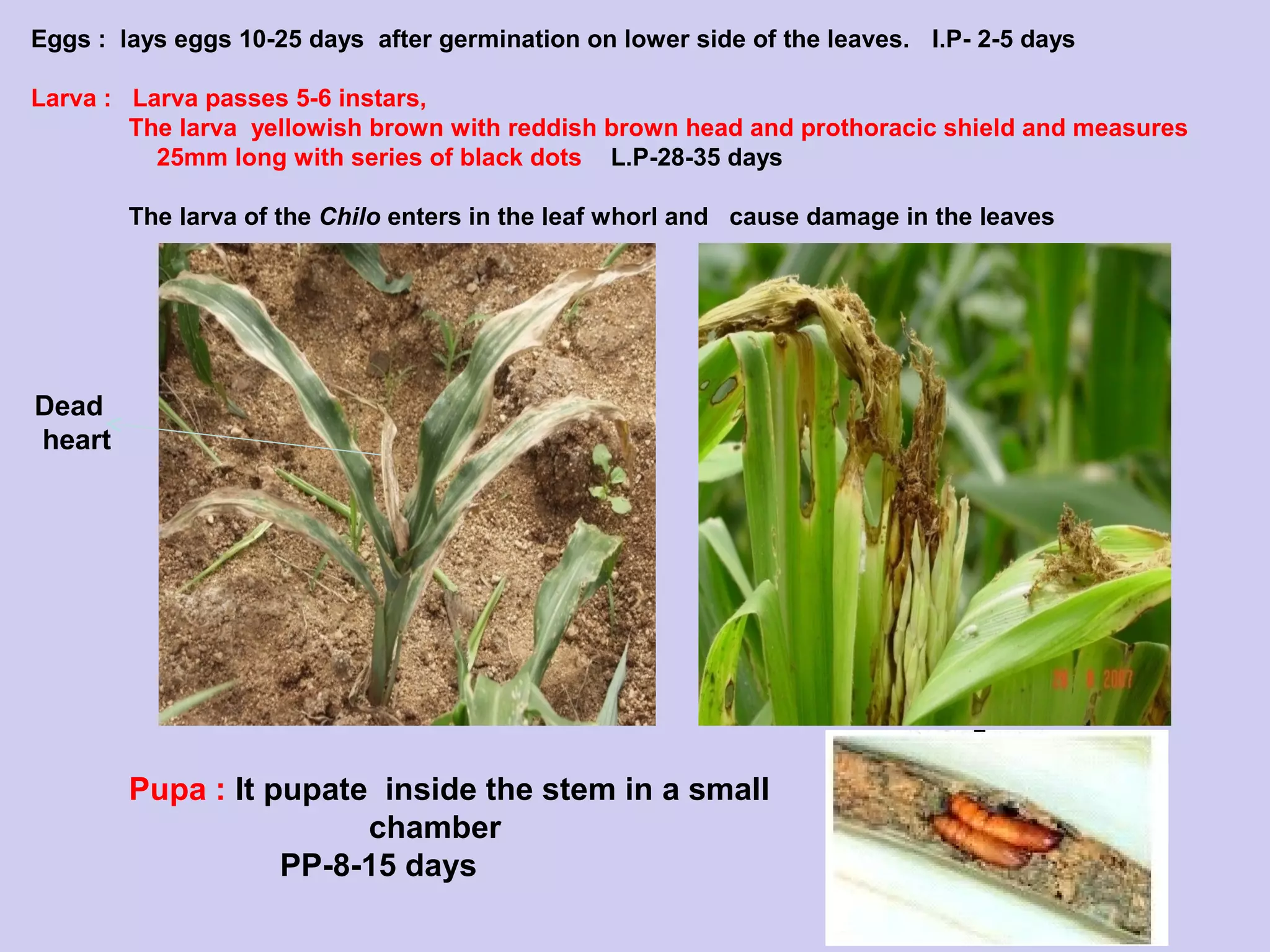 Insect pests of maize, wheat & ragi 1 | PPT