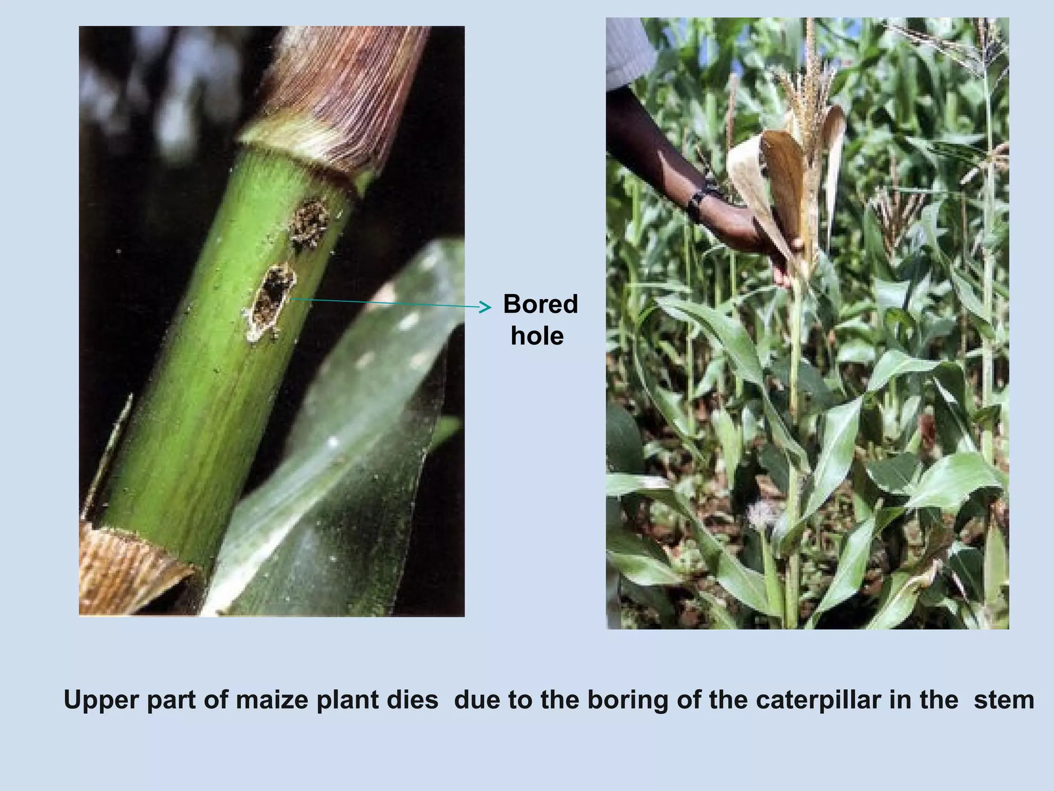 Insect pests of maize, wheat & ragi 1 | PPT