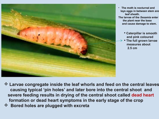 Insect pests of maize, wheat & ragi 1 | PPT | Agriculture | Industries