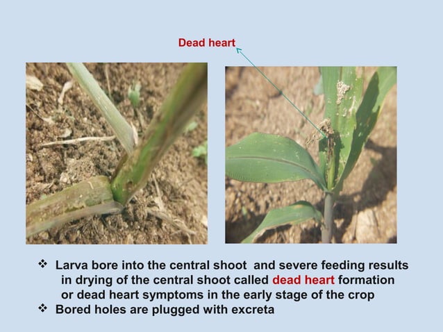 Insect pests of maize, wheat & ragi 1 | PPT | Agriculture | Industries