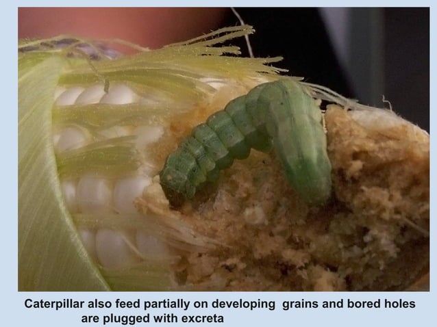 Insect pests of maize, wheat & ragi 1 | PPT | Agriculture | Industries