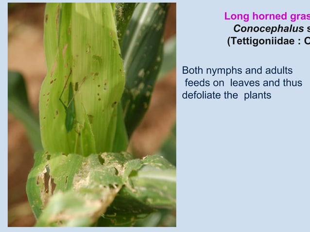 Insect pests of maize, wheat & ragi 1 | PPT | Agriculture | Industries