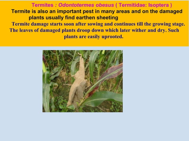Insect pests of maize, wheat & ragi 1 | PPT | Agriculture | Industries