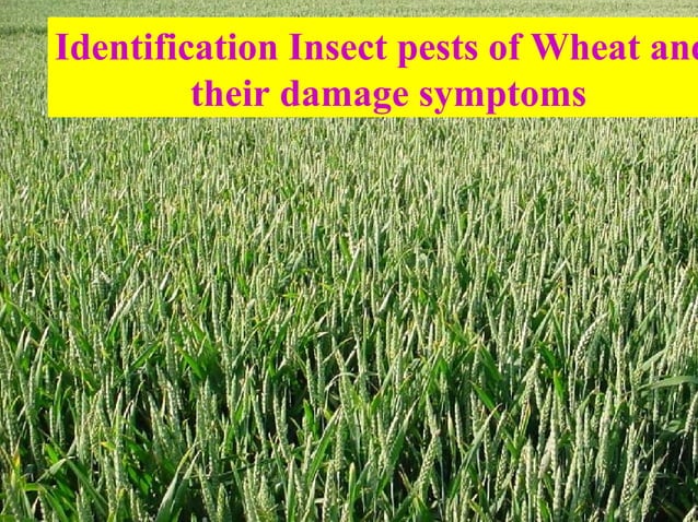 Insect pests of maize, wheat & ragi 1 | PPT | Agriculture | Industries