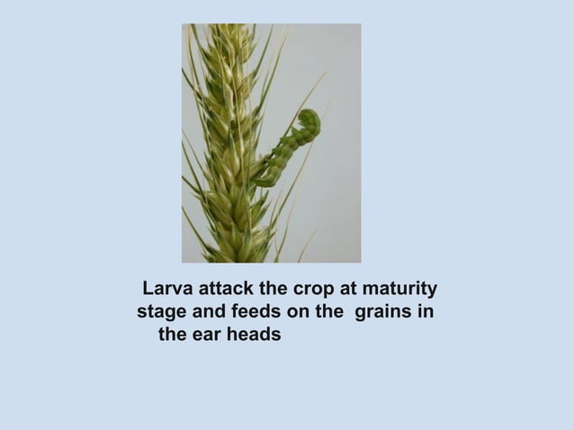 Insect pests of maize, wheat & ragi 1 | PPT | Agriculture | Industries