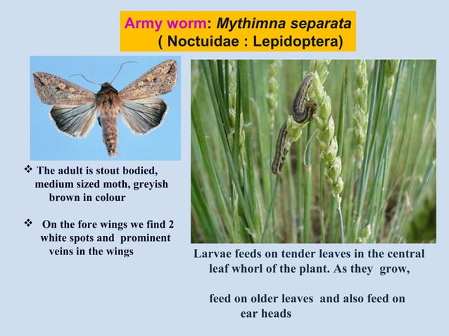 Insect pests of maize, wheat & ragi 1 | PPT | Agriculture | Industries