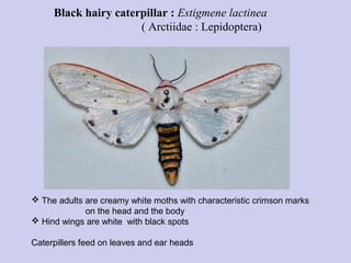 Insect pests of maize, wheat & ragi 1 | PPT