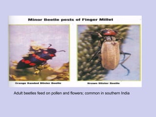 Insect pests of maize, wheat & ragi 1 | PPT