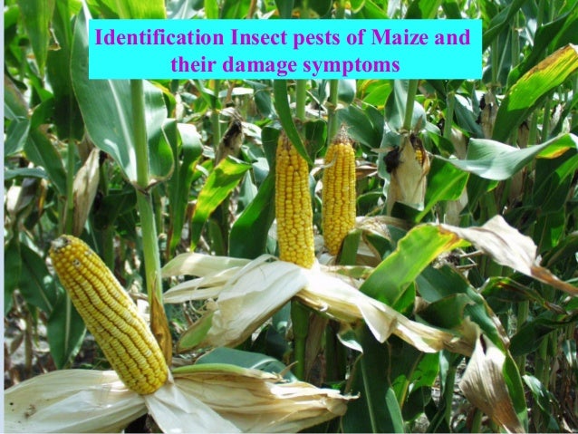 Insect pests of maize, wheat & ragi 1