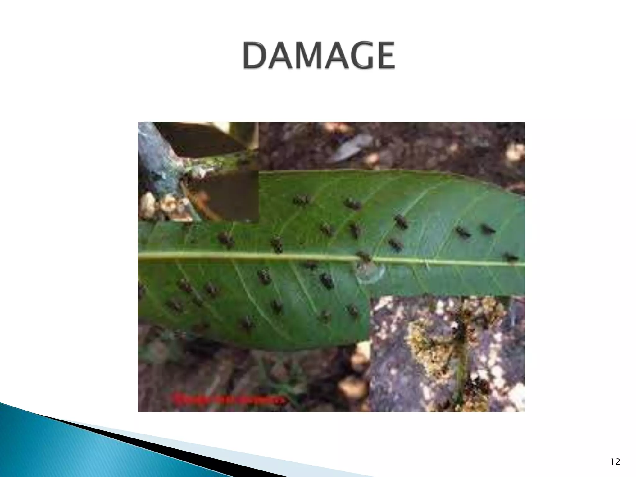 Insect pests of mango Pakistan Leaf Hoppers Mango Mealy Bug Mango ...