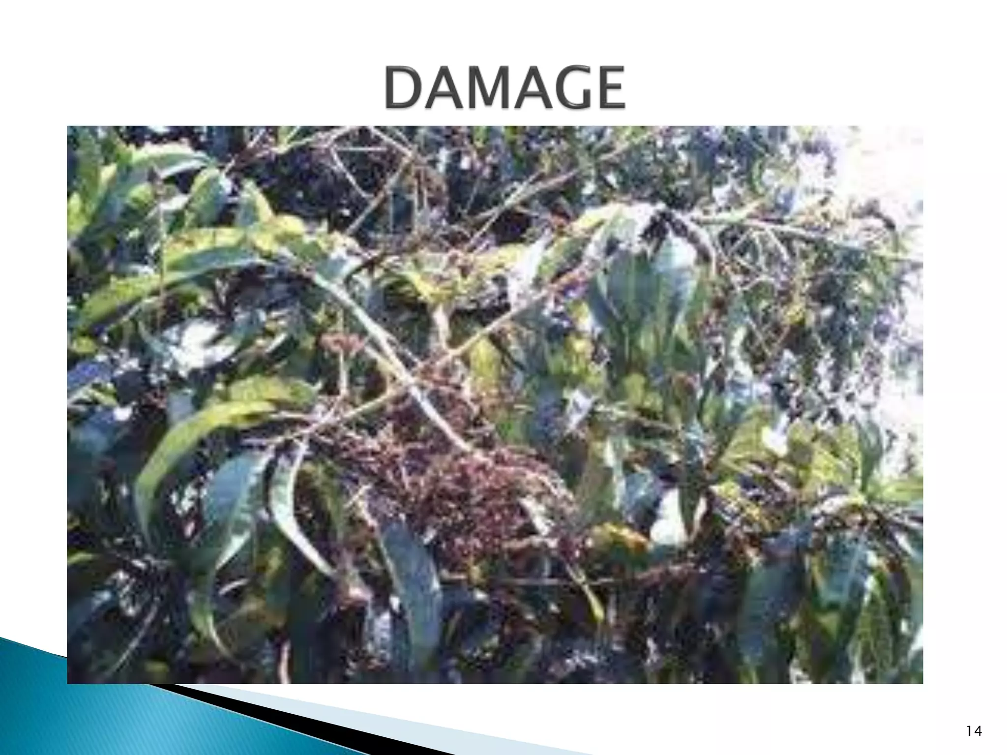 Insect pests of mango Pakistan Leaf Hoppers Mango Mealy Bug Mango ...