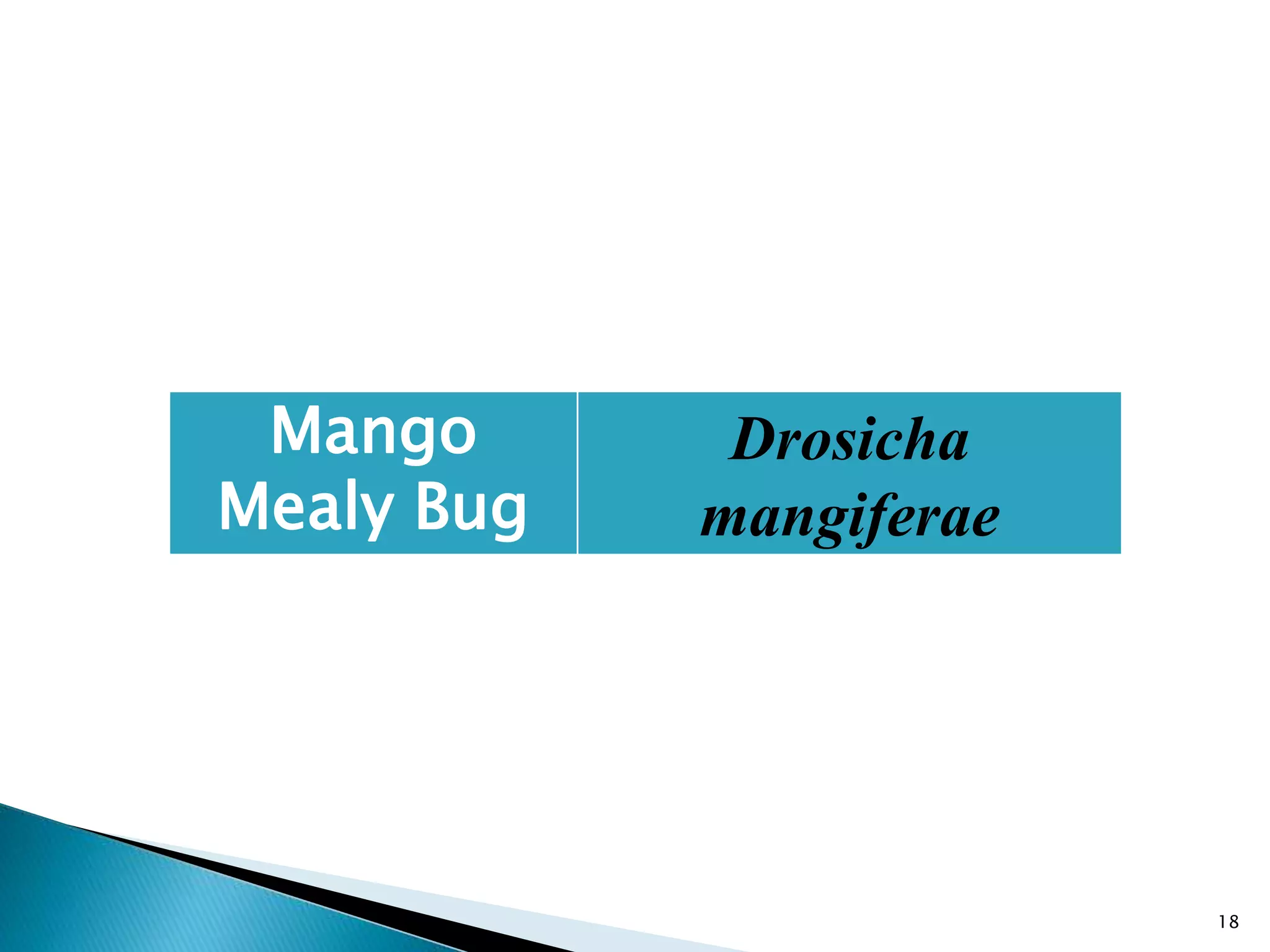 Insect pests of mango Pakistan Leaf Hoppers Mango Mealy Bug Mango ...