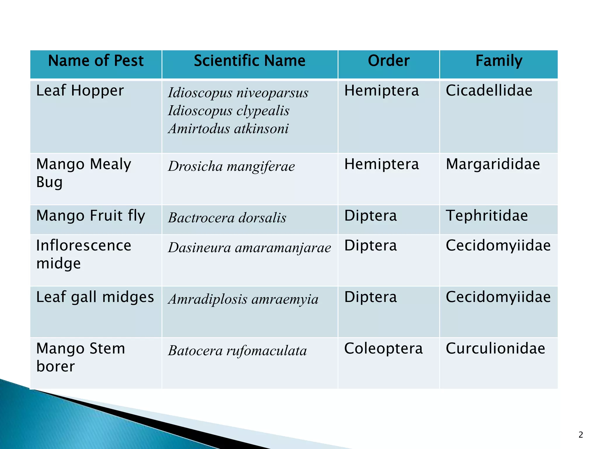 Insect pests of mango Pakistan Leaf Hoppers Mango Mealy Bug Mango ...
