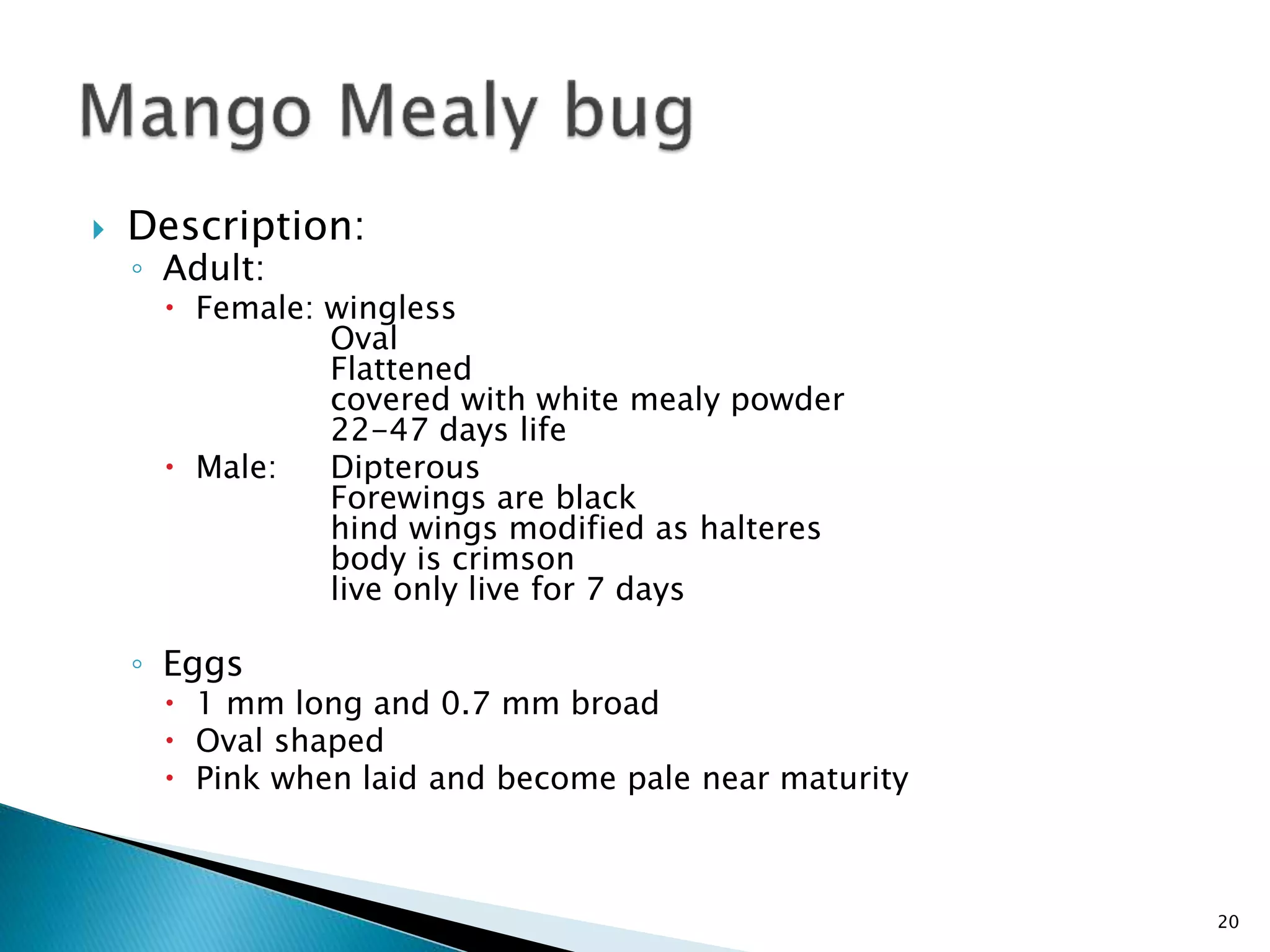 Insect pests of mango Pakistan Leaf Hoppers Mango Mealy Bug Mango Fruitfly Infloresence Midge ...