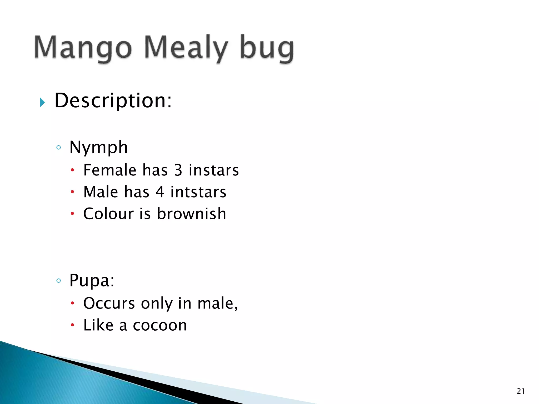 Insect pests of mango Pakistan Leaf Hoppers Mango Mealy Bug Mango ...