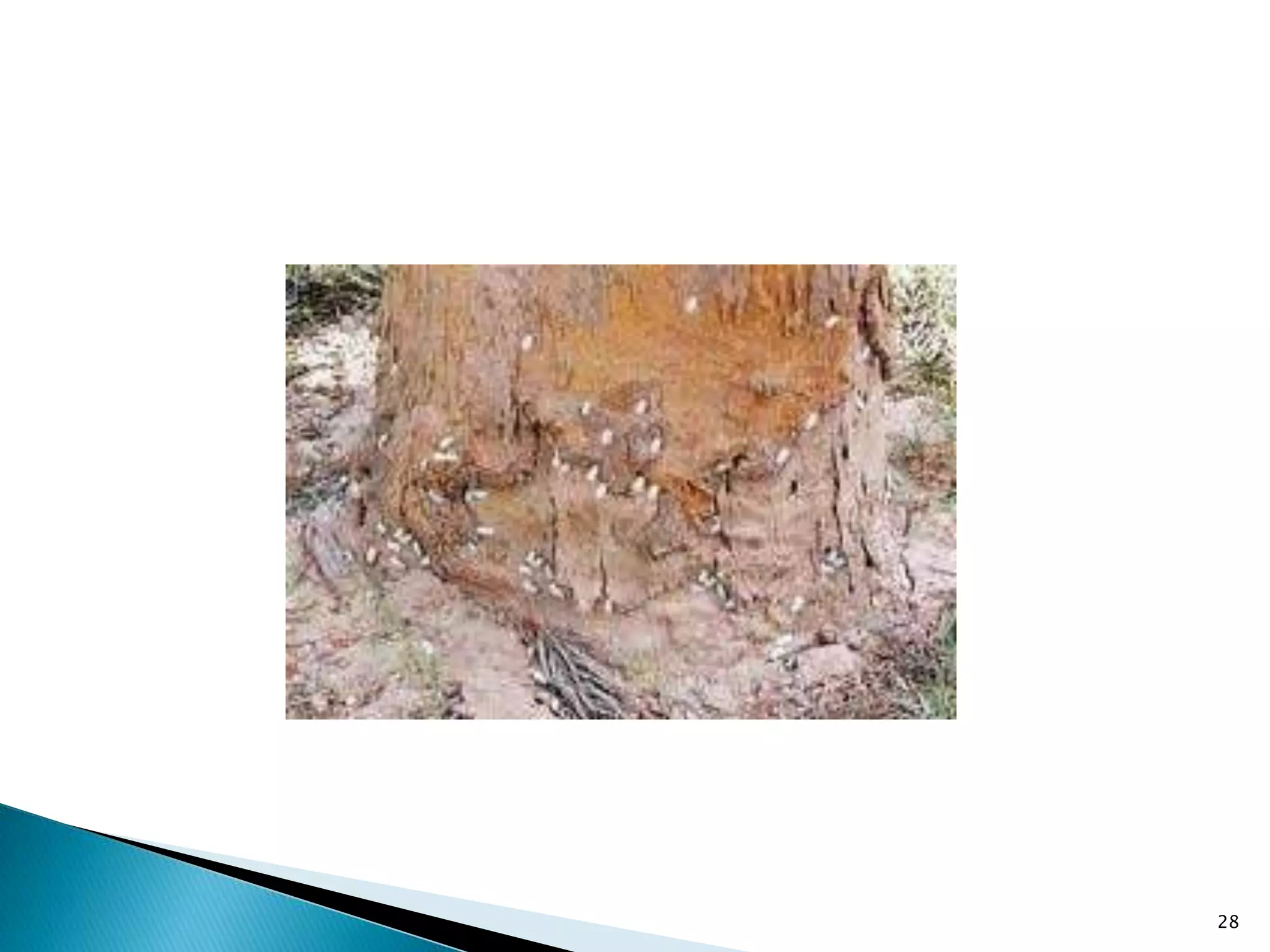 Insect pests of mango Pakistan Leaf Hoppers Mango Mealy Bug Mango ...